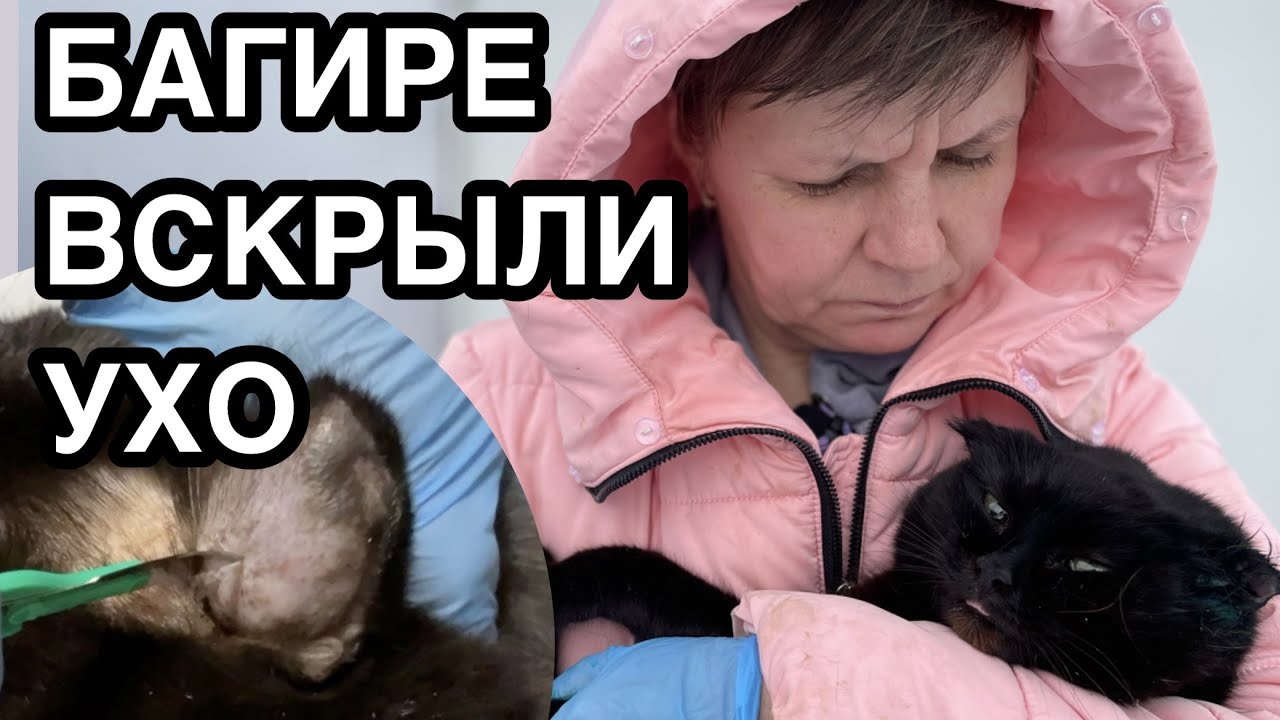 Спасение животных_ Кошке вскрыли ухо_ Кто поедет домой, Кабан или Бояка_