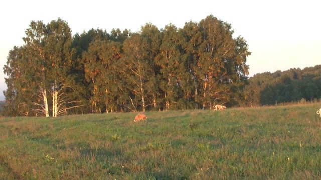 Прогулка с уиппетами