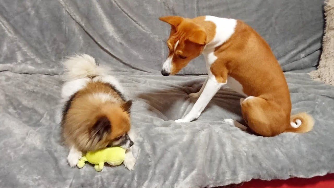 Лео, Джоли и лягуха  | И фирменный взгляд Лео )