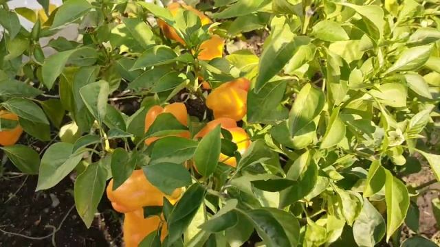 Перцы на улице вызревают полностью. Обзор сортов..mp4