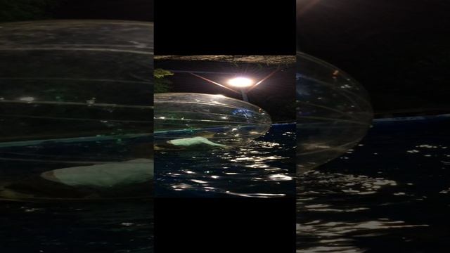 Отдых в парке. Водяной шар. 03.04.2019.MOV