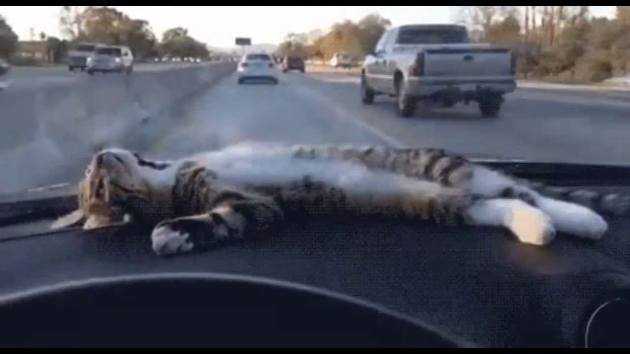 Новая нарезка приколов про животных. Топ 10