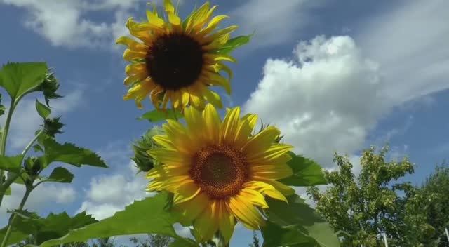 Расслабляющая музыка, красота и звуки природы