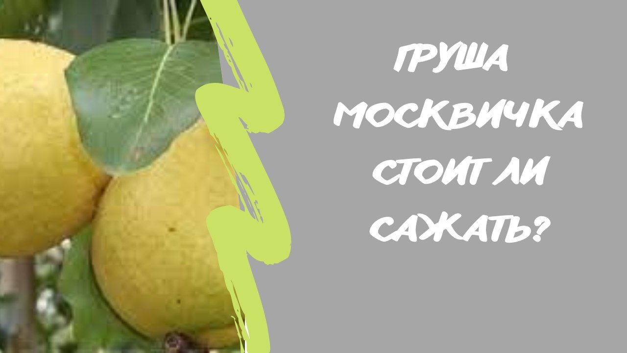 Груша «Москвичка»?. Стоит ли сажать?