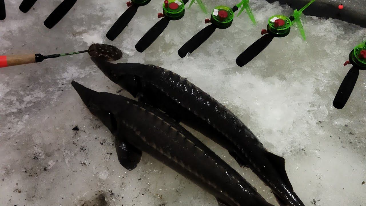 Рыбалка на ОСЕТРА -25 РК Тихая Заводь.