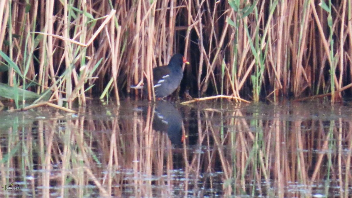 Камышницы и лысухи. Взаимоотношения у птиц