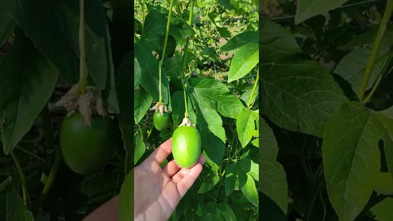 Пассифлора Инкарната 24 июля 2022 г.