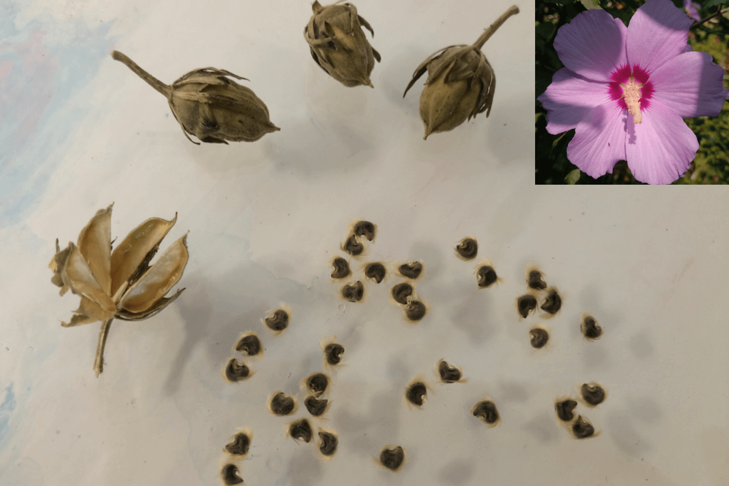 Гибискус сирийский, древовидный. Как выглядят семена? (Hibiscus syriacus)