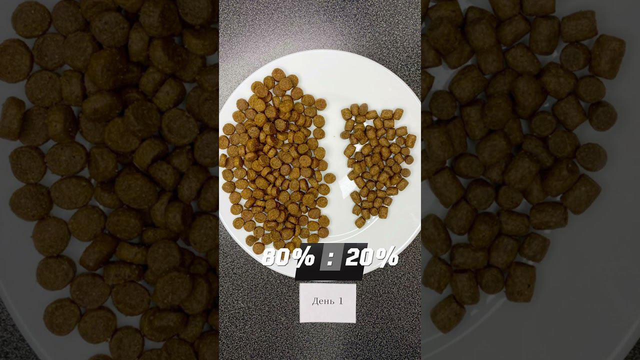 Ошибки при переводе кота на новый корм #probalanceкорм #шортс