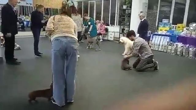 Наши домашние питомцы. Южнорусская овчарка. Выставка монопородных собак крокус сити 2022г