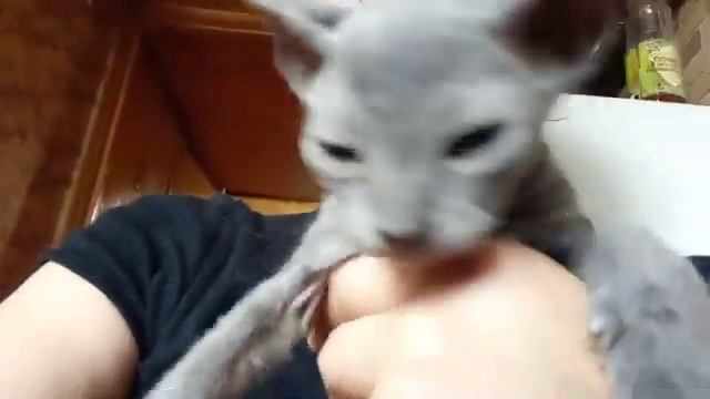 Маленький Карби