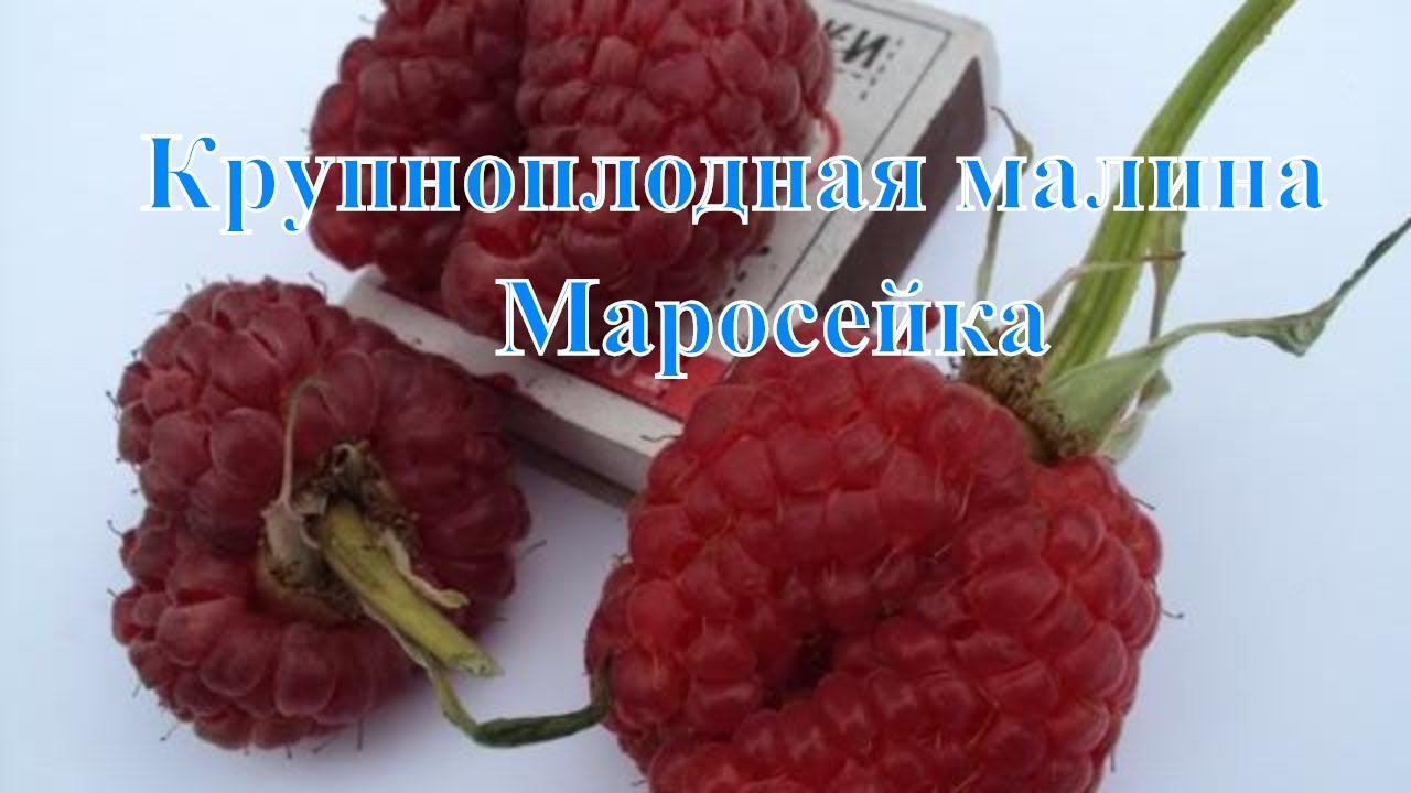 Крупноплодная малина Маросейка