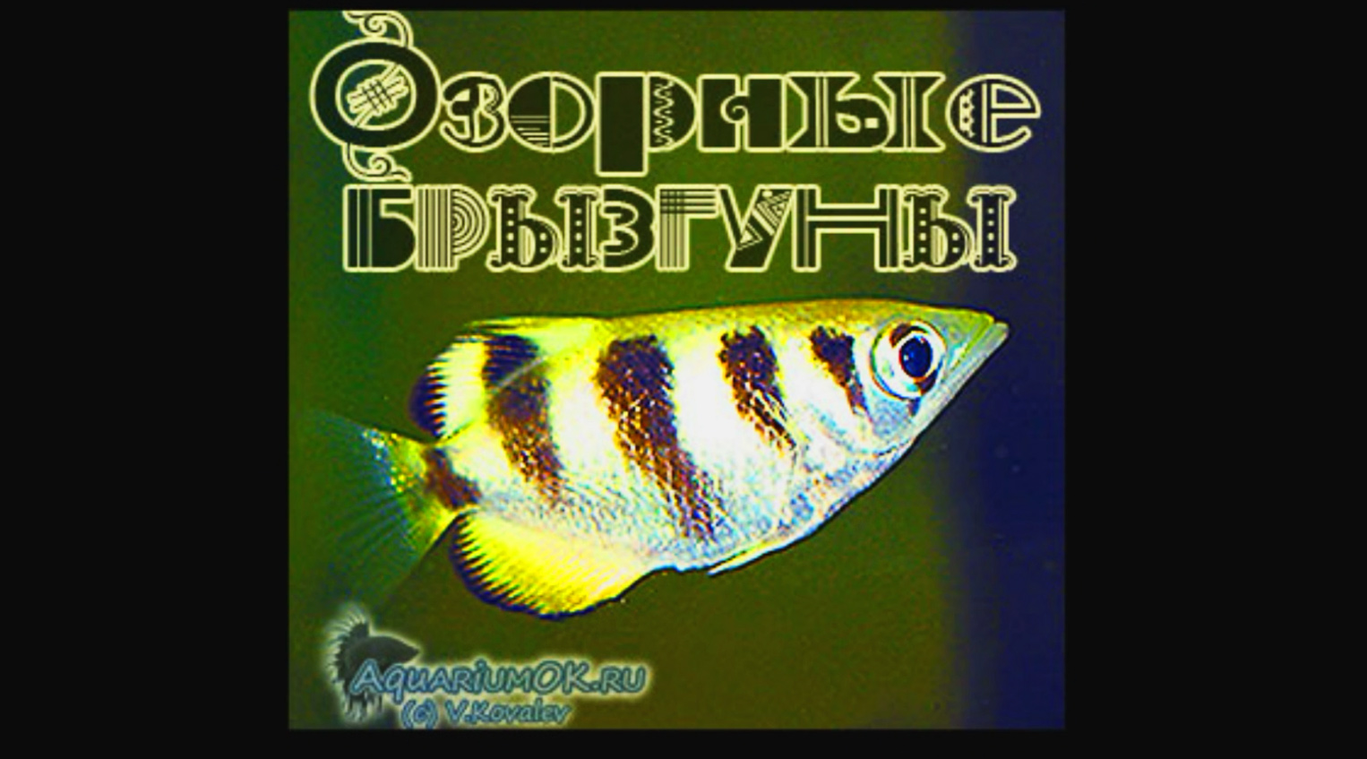 Рыба стрелок, или брызгун - смышлёная и интересная рыбка, как содержать в аквариуме?