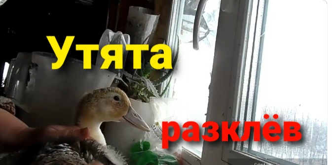 Утята,расклёв.