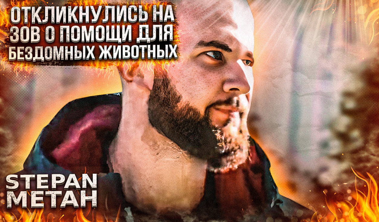 Помощь бездомным животным. Обращение на Федеральную горячую линию по защите животных