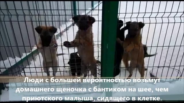 Приют - это не дом Макарова Серафима го Щёлково 19 лет