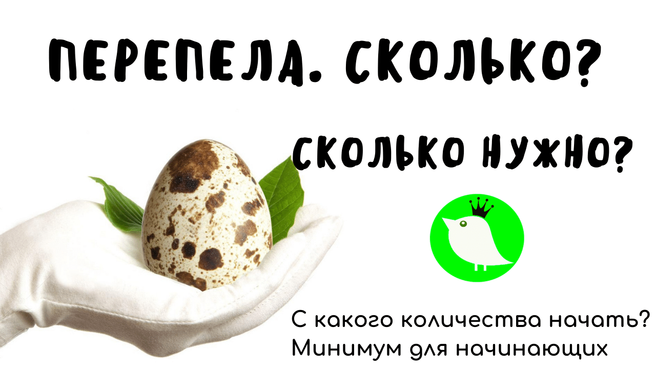 Перепелки.  Сколько нужно? С какого количества начать? Минимум для начинающих