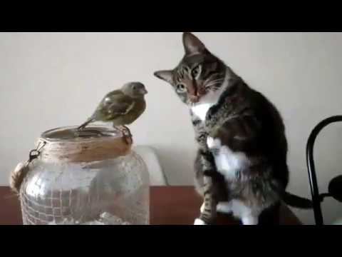 Такая лапочка. Так хочется съесть. Сказали не трогать. Ну хоть чуть чуть.