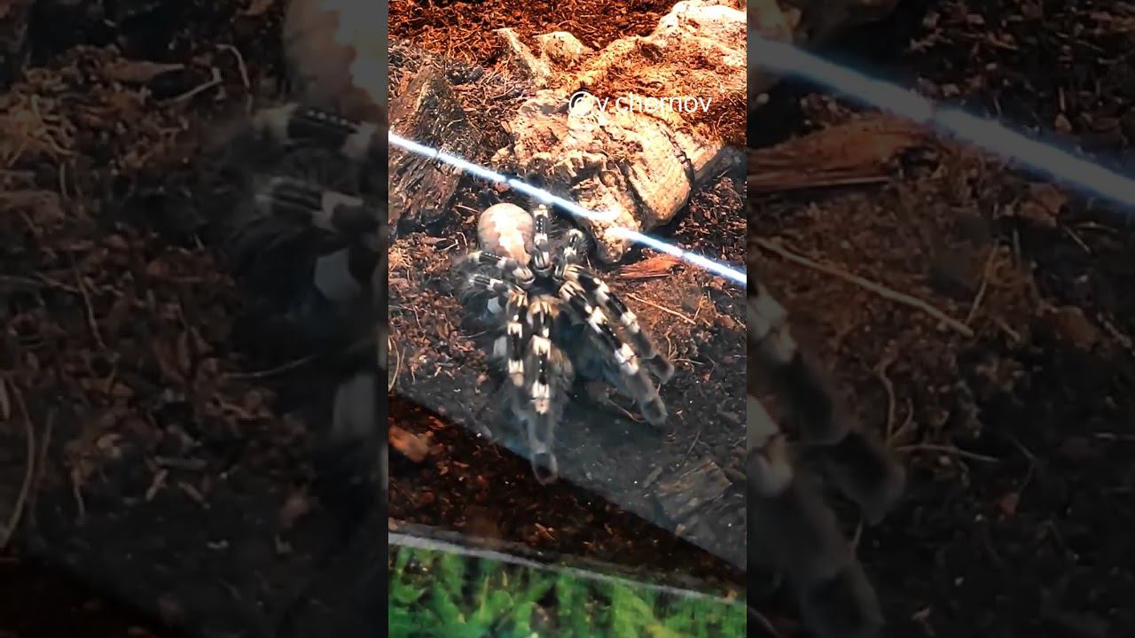 Птицеед танцует под музыку