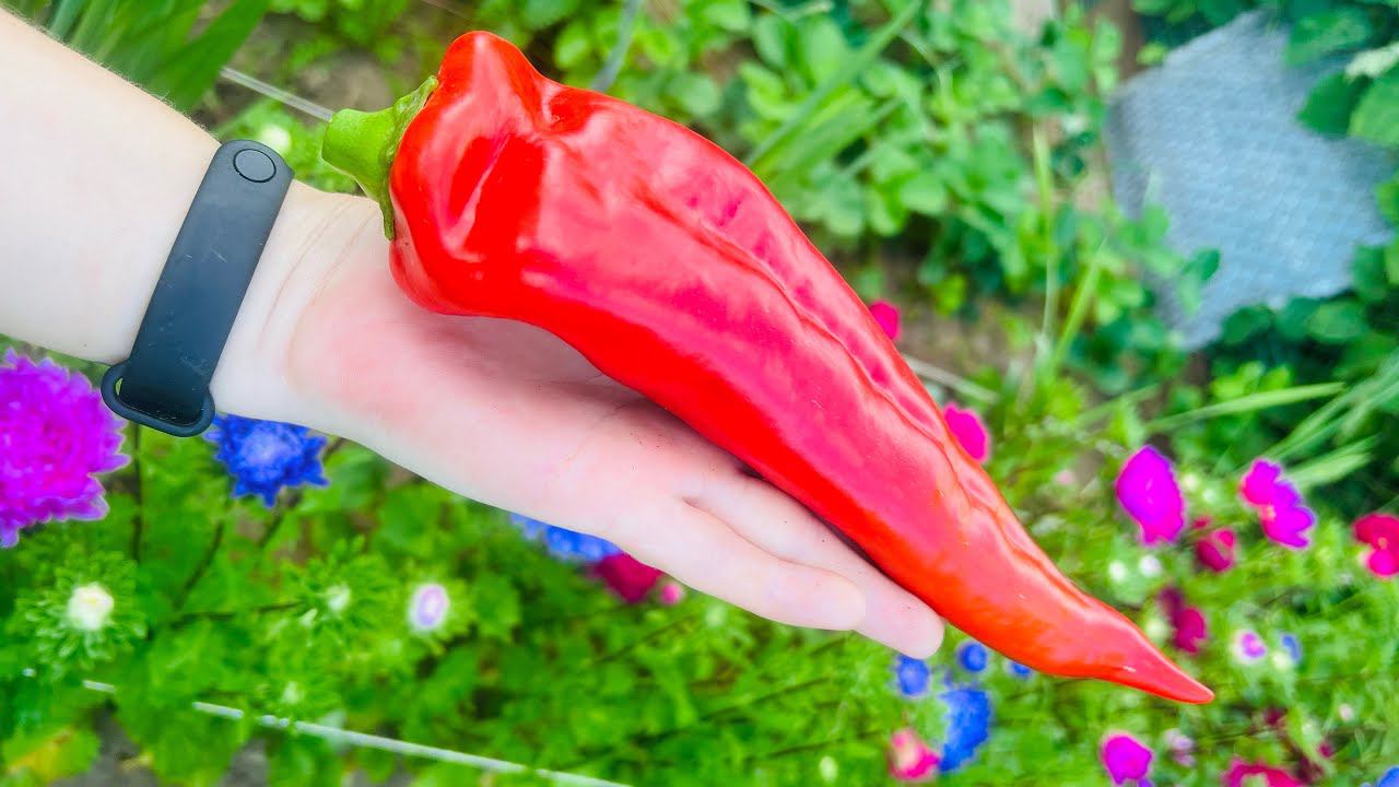 Семена. Часть 3. Перцы. Лето 2023 года