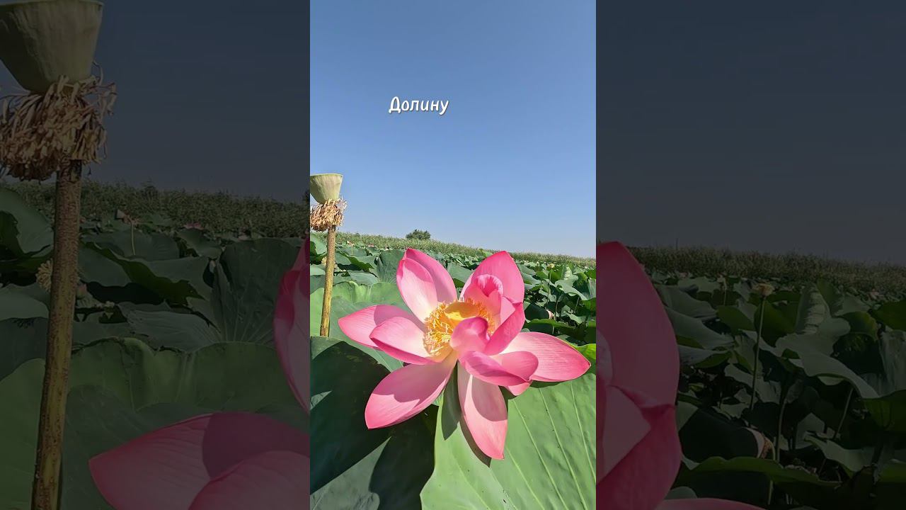 Долина лотосов на Таманском полуострове #тамань #russia #россия #цветы #лотос #путешествия #travel