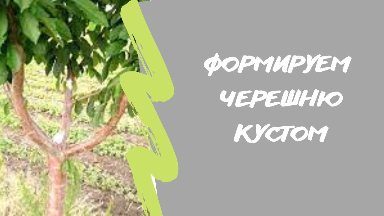 Формируем черешню? по системе испанский куст??