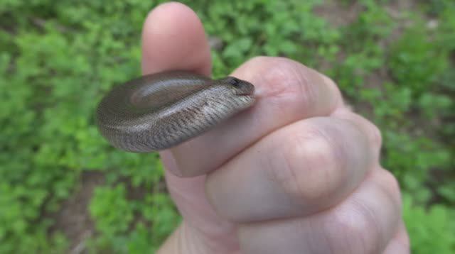 Веретеница укус Anguis fragilis 20190603