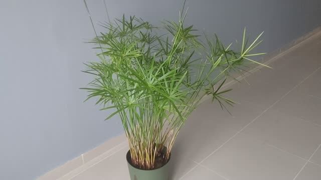 Циперус зонтичный (Cyperus alternifolius) - растение, которое не боится перелива!