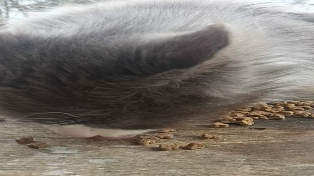 все хотят есть