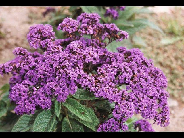 Выращивание гелиотропа  из семян.#гелиотроп #цветы #рассада #выращивание #гелиотропизсемян