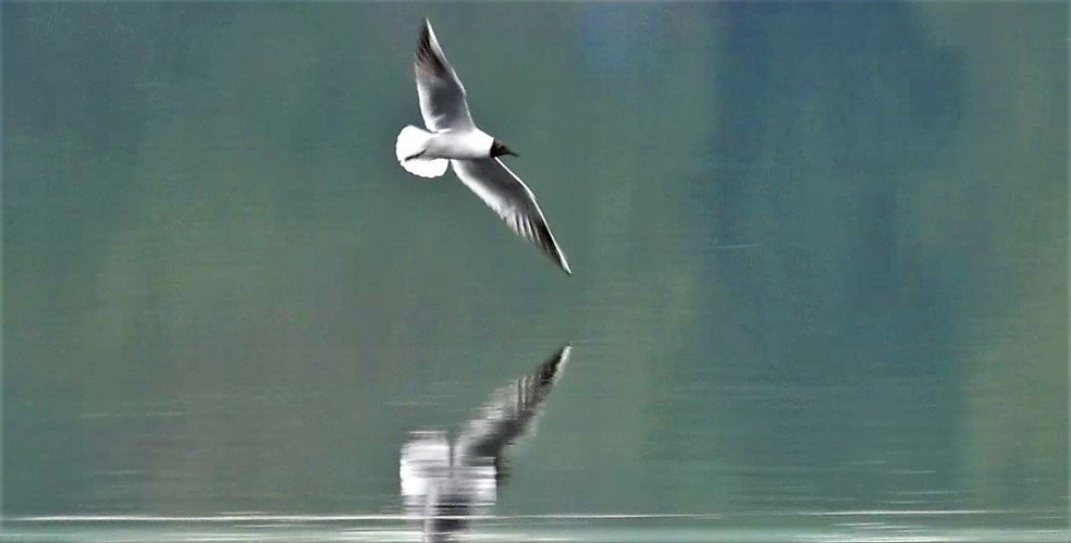 Биосфера № 16. Озёрные или речные чайки. Завораживающий танец охоты. Фигурное катание...