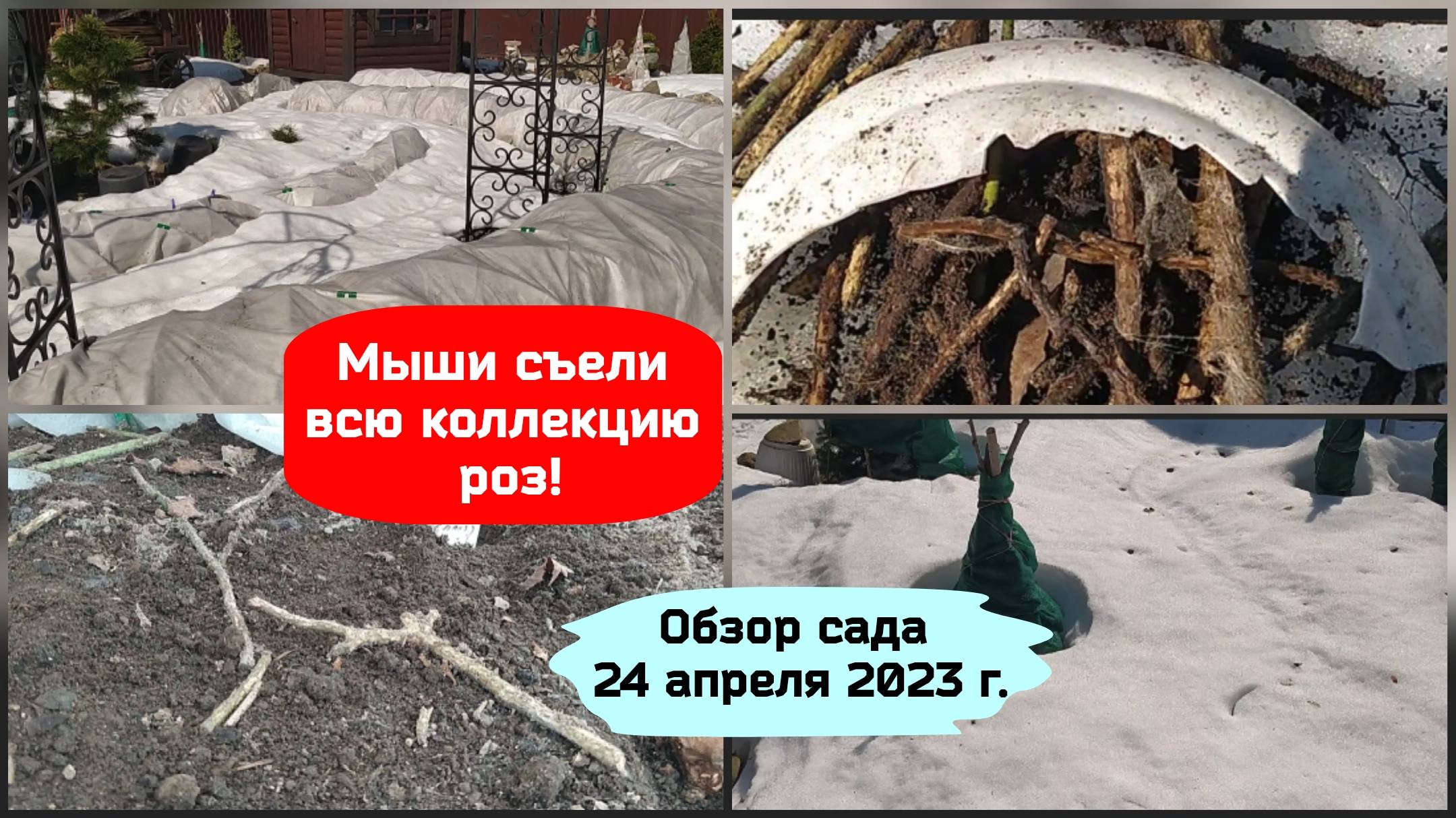 Мыши уничтожили всю коллекцию роз. Обзор сада 24 апреля 2023 г.
Ленинградская область.