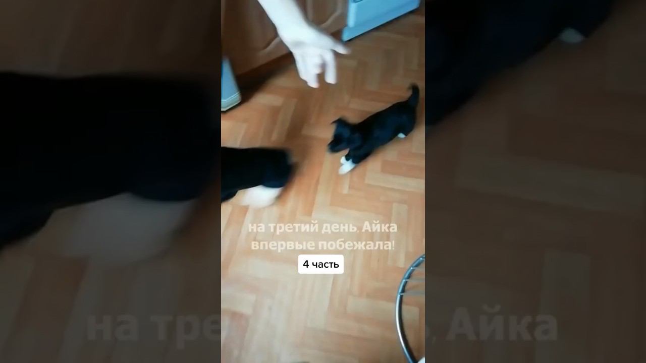 История Айки Часть 4