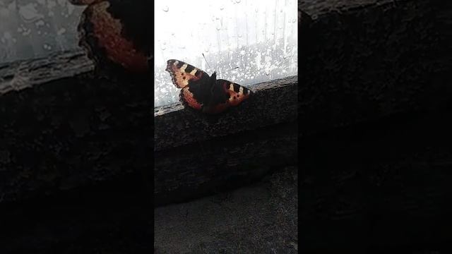 Бабочка_в январе