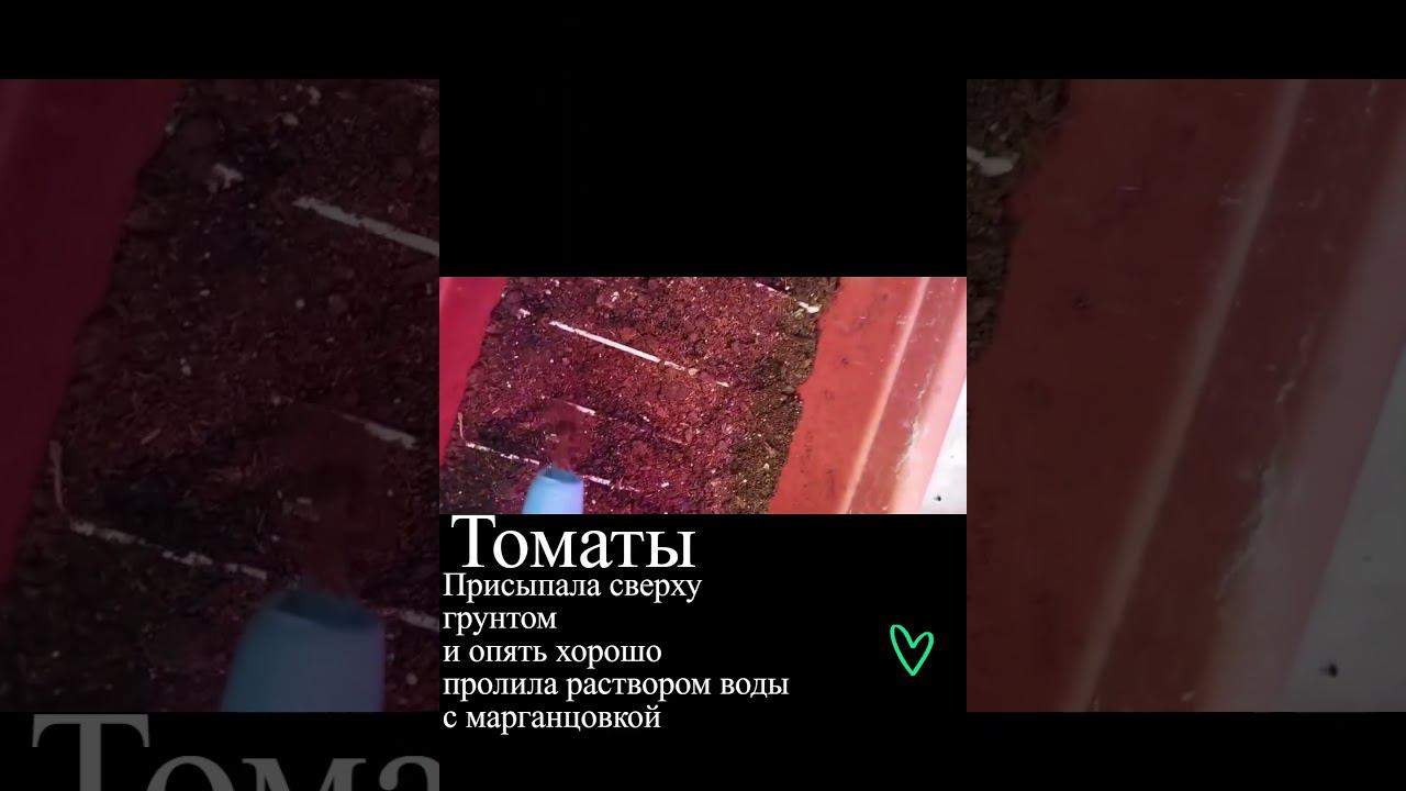 Посадка томатов #plants #томат #обзор
