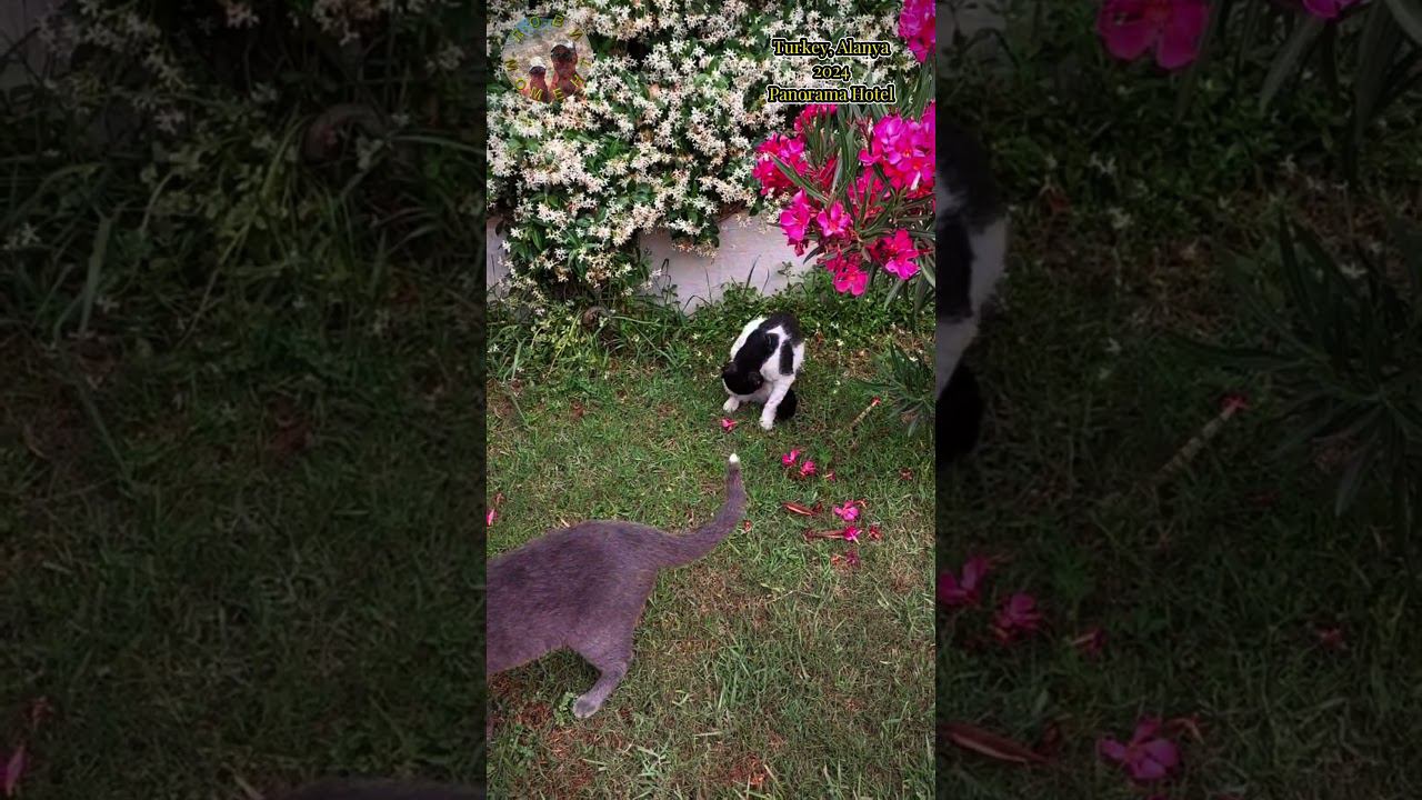 Котики в Panorama Hotel, Турция. Лови Момент! shorts