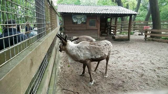 Олени - Елагин Остров Санкт Петербург