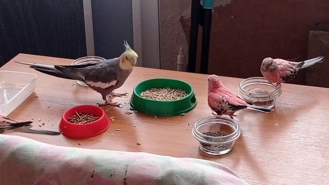 Корелла и розовобрюхие попугайчики на прогулке.