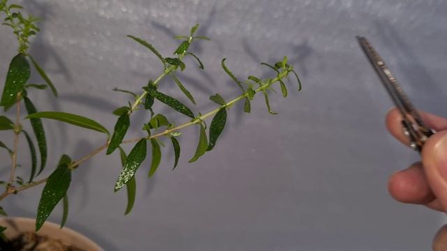 Розовеющий 6