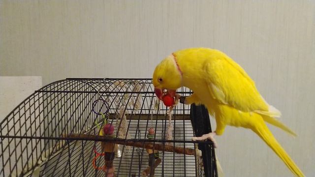 Попугай Яшка грызёт ягоду боярышника, держа её в лапе