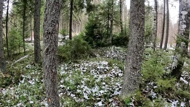 Обычная охота на зайца с гончей. Солонцы и странная соль.