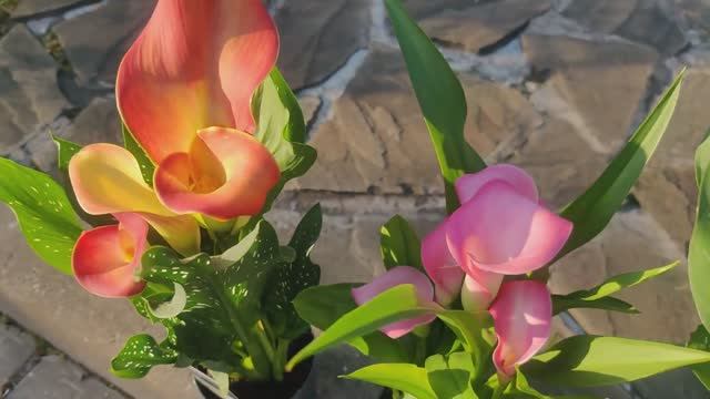 #ЦветыВместе Callalucious (Calla Lyly) Калла микс