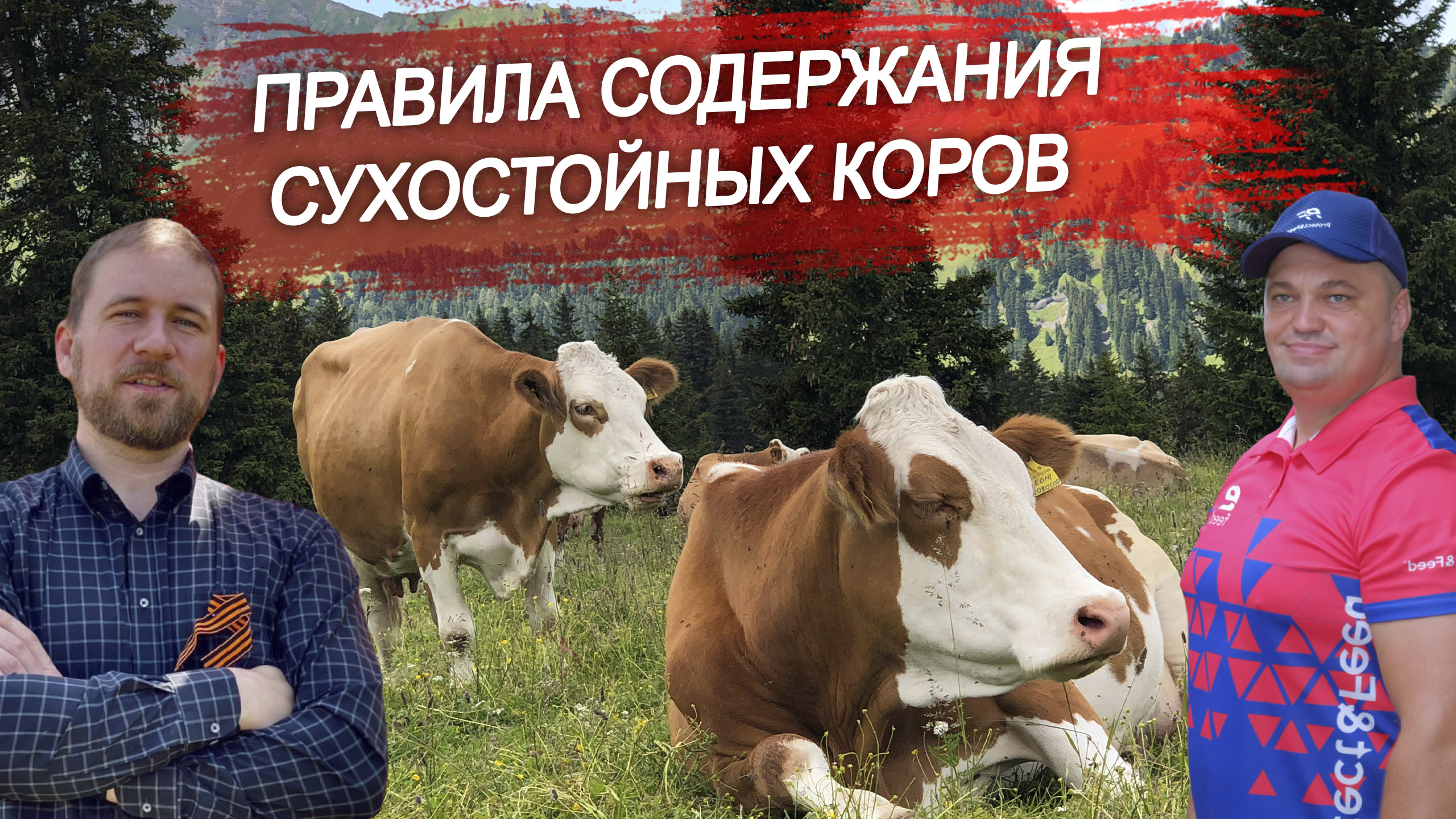 Как содержат сухостойных коров? Профилактика гипокальциемии и смещения сычуга. Болюсы CALCIFAST.