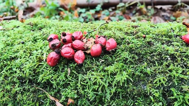 Где и когда собирать шиповник