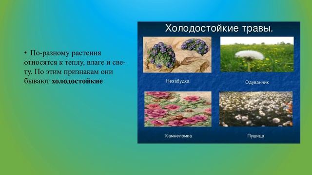 Деление растений на группы биология 7 кл.mp4