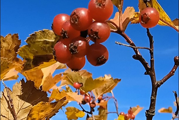 БОЯРЫШНИК - колючий медонос, спасающий от инфаркта