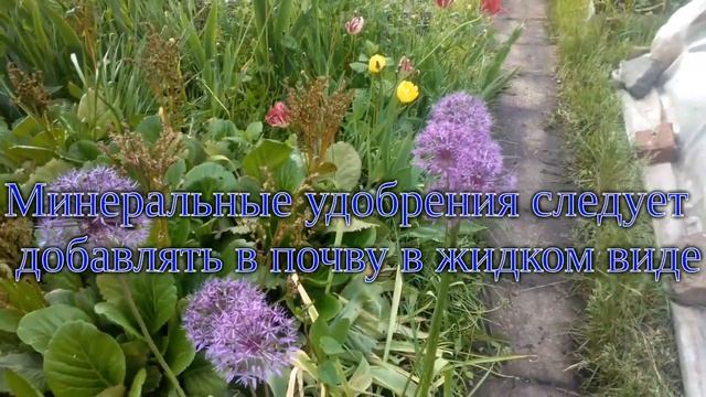 Тонкости выращивания дикого лука