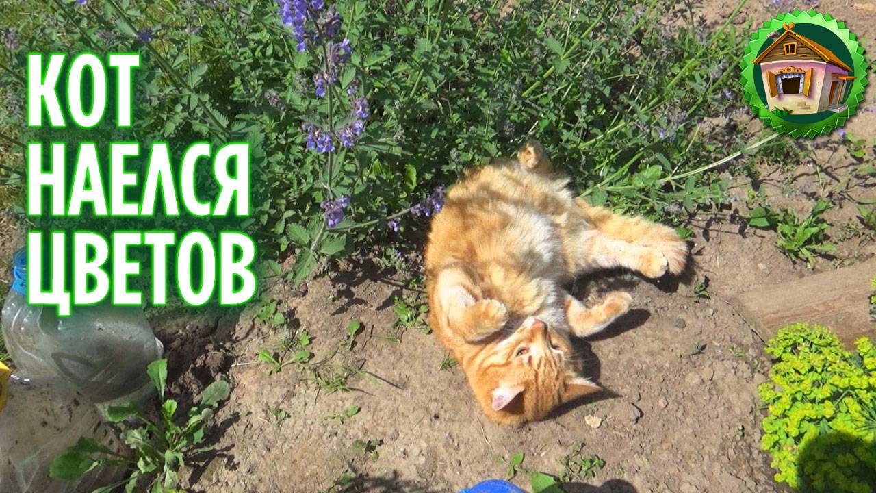 Даже коты любят цветы. Делаю новую клумбу. 289 серия