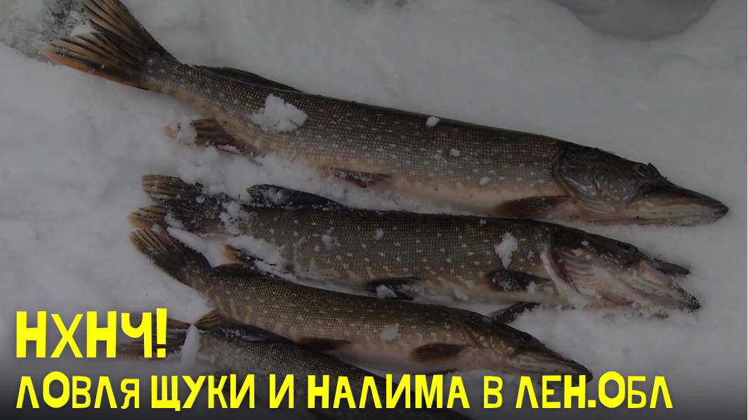 Ловля щуки и налима в Ленобласти \ Ни хвоста, ни чешуи. Сезон 1