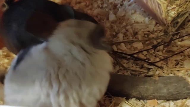 Шиншилле принесли друга. Реакция на самца.